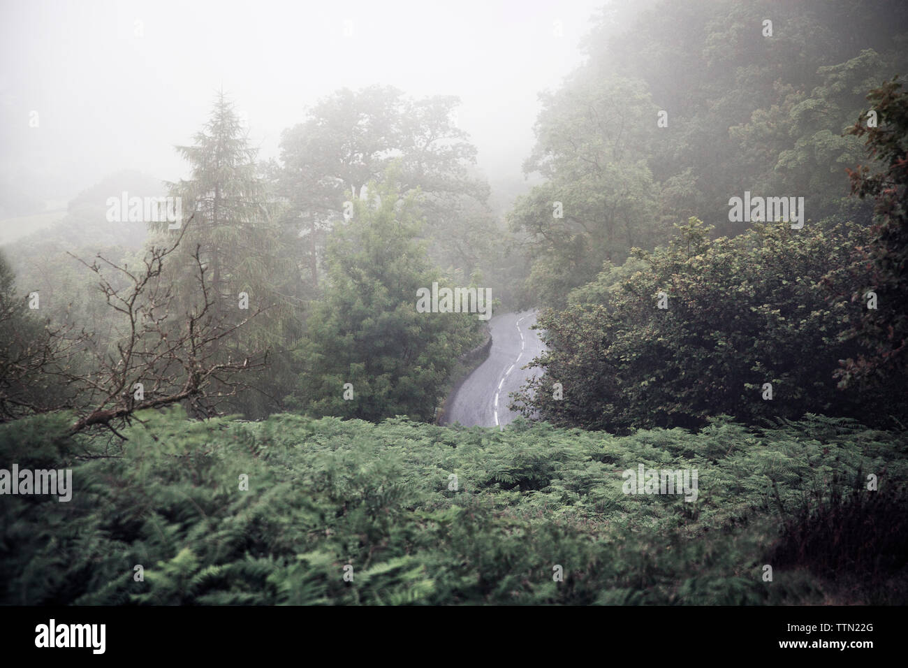 High angle view of road in forest Stock Photo - Alamy