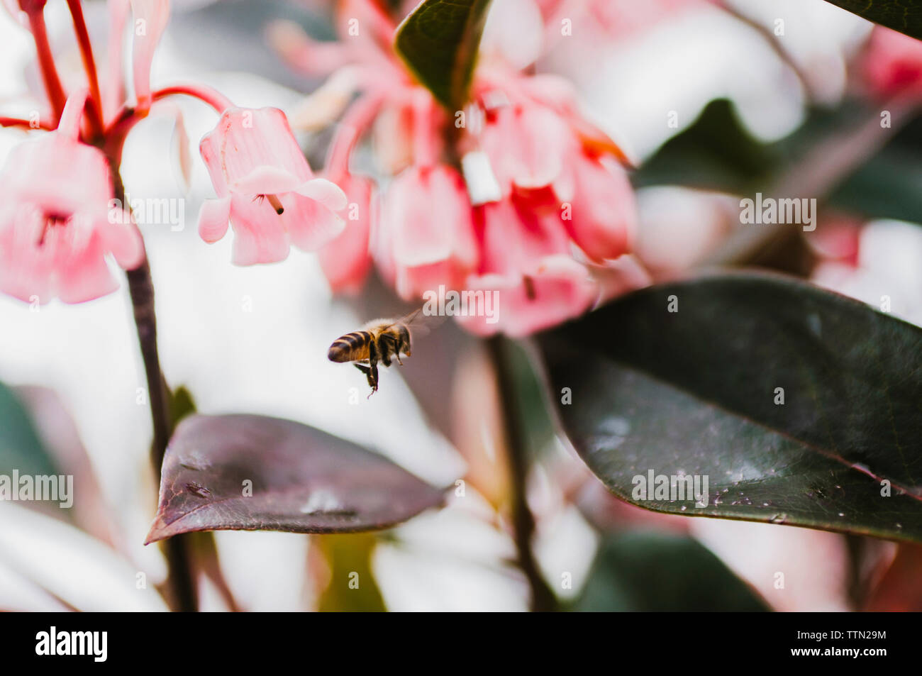 Plants flying hi-res stock photography and images - Alamy