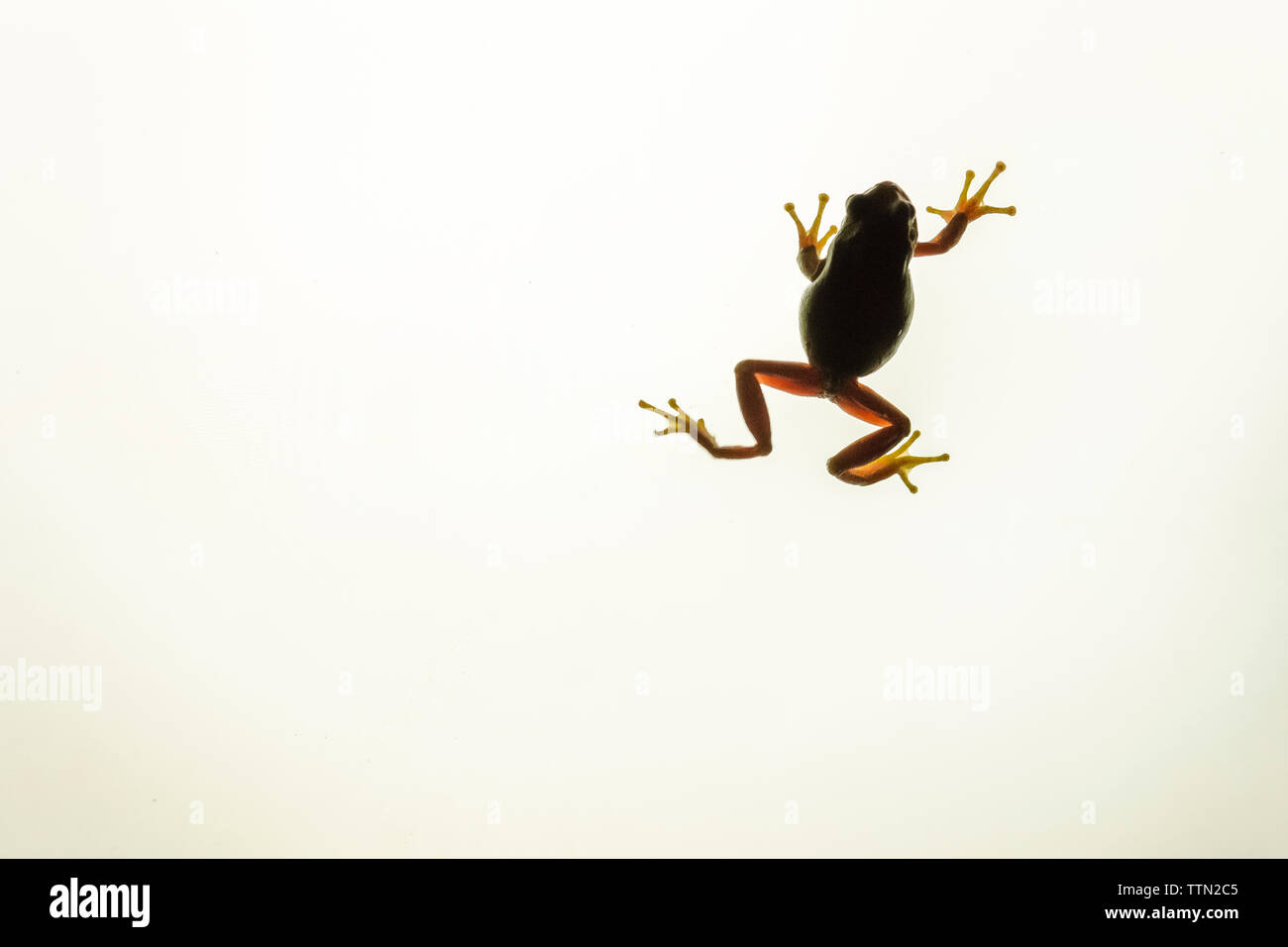 Frog on screen hi-res stock photography and images - Alamy