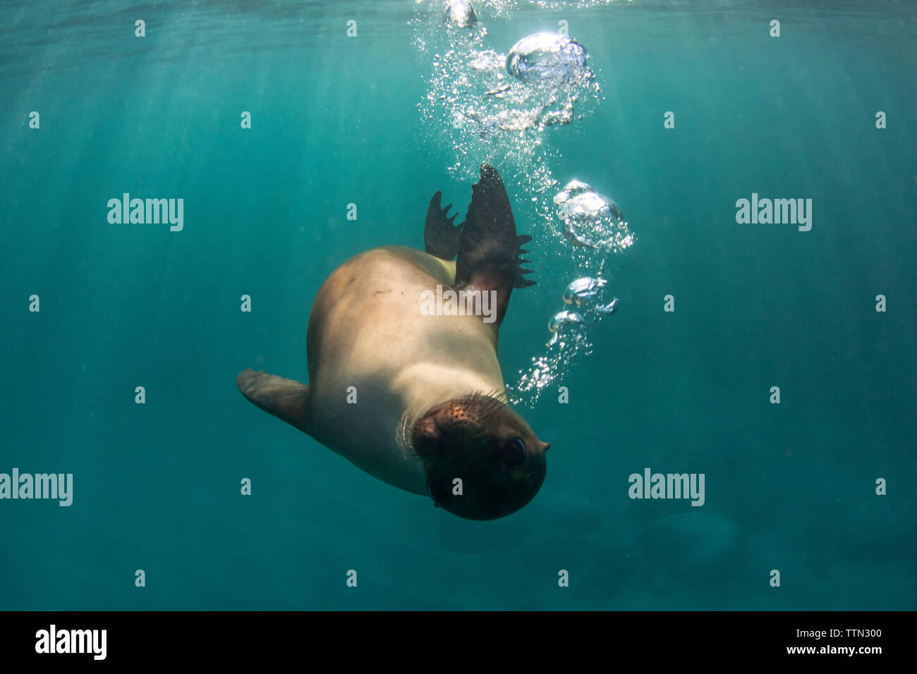 Seal swimming in sea Stock Photo - Alamy