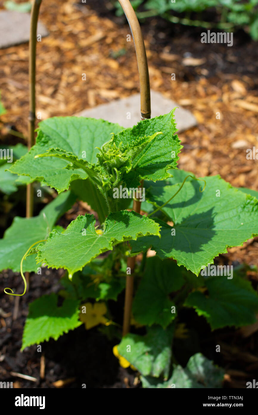 Growing cucumber plant in home garden on a beautiful Spring morning ...