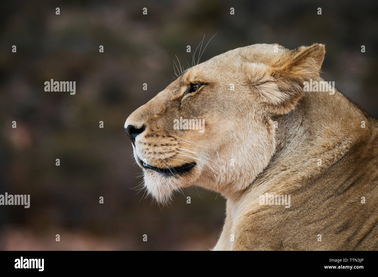 Lioness Side View Lioness Side View Stock Photo 64519567