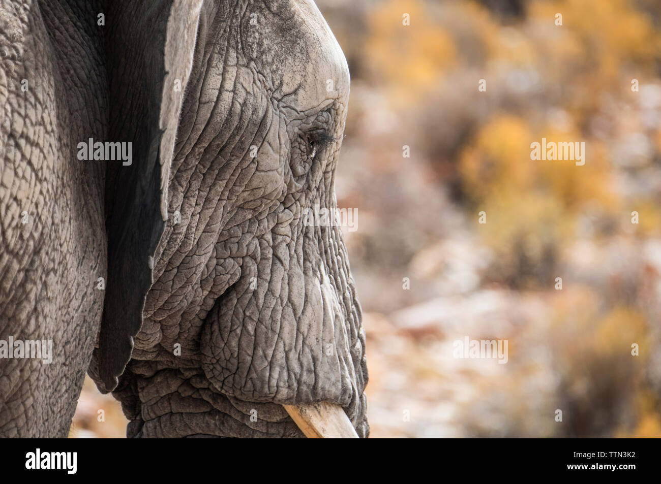 Side view of elephant at national park Stock Photo - Alamy