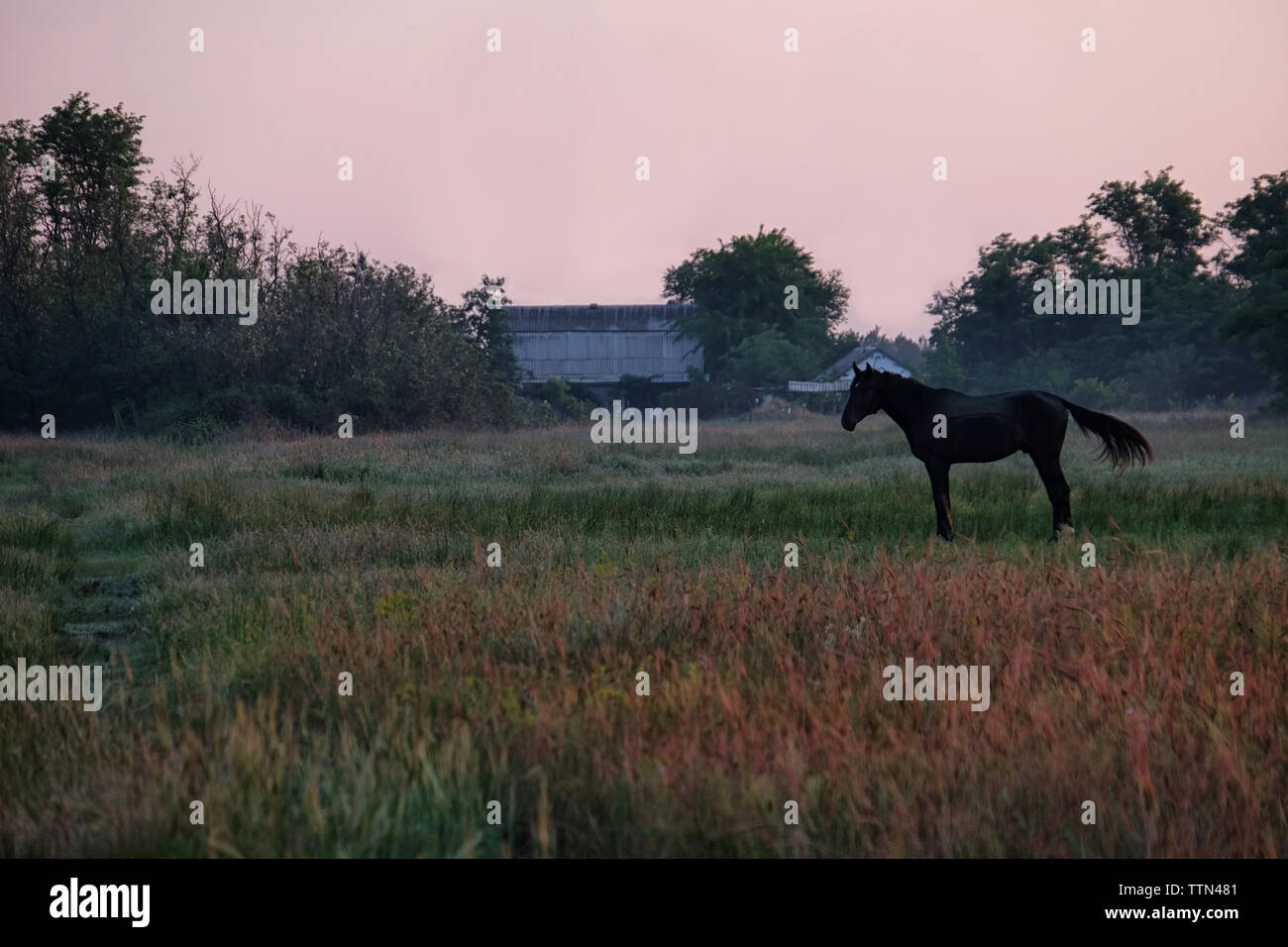 Sunrise rustic landscape with horse Stock Photo - Alamy