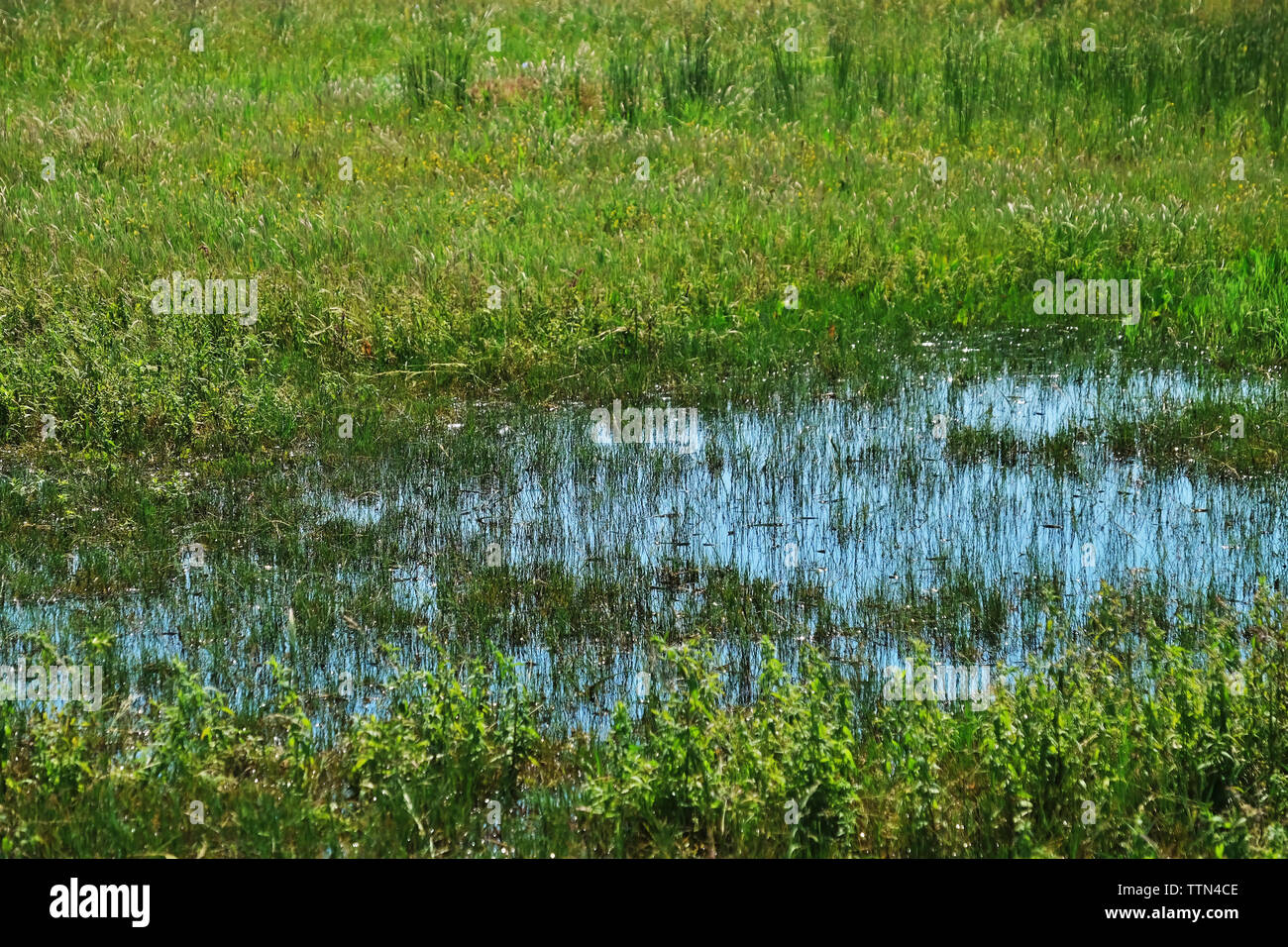 Green grass and water Stock Photo - Alamy