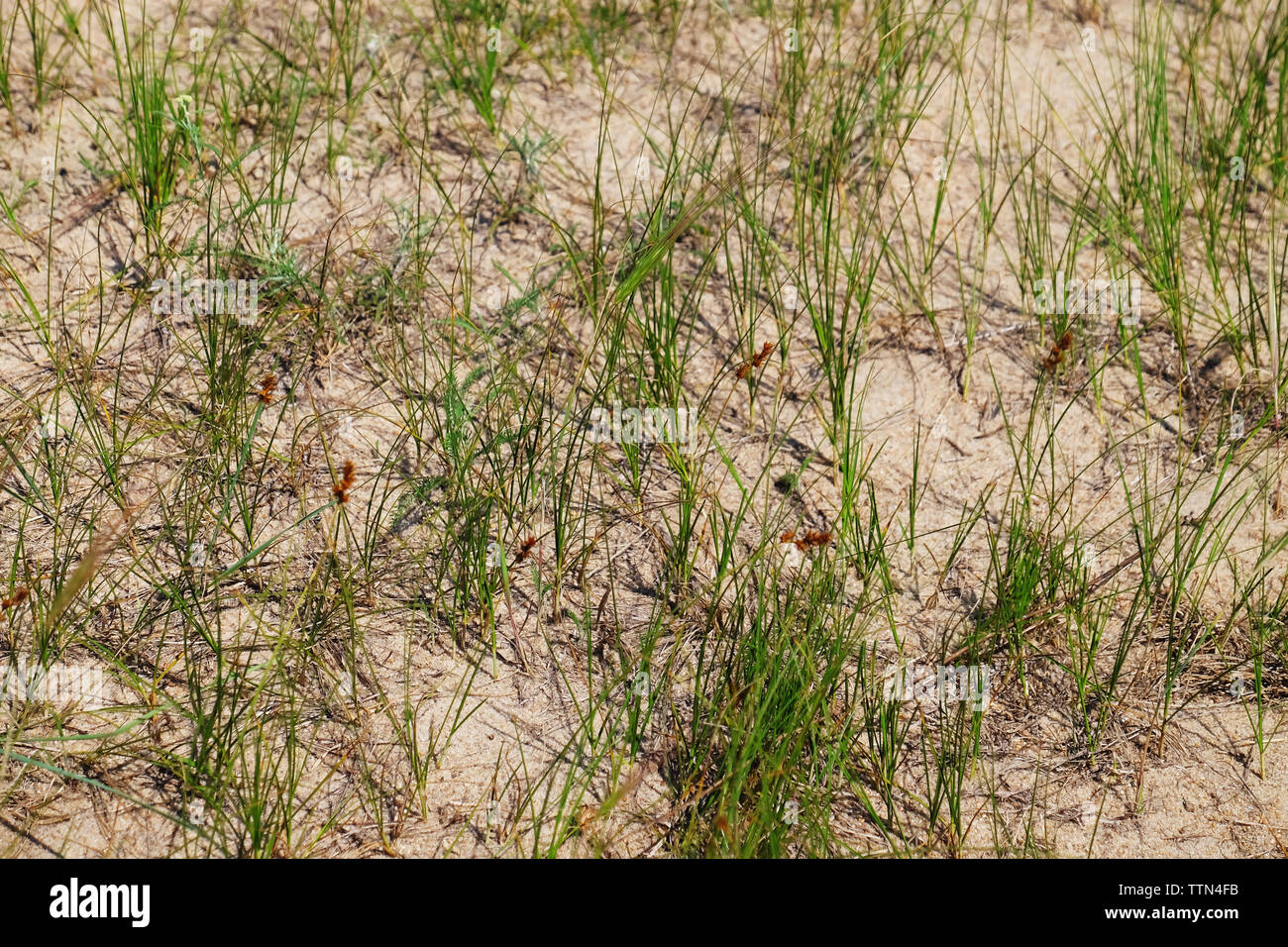 Green grass growing on sand Stock Photo - Alamy