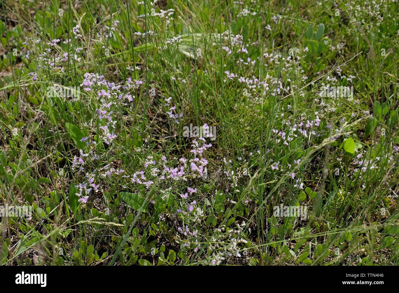 Small wild meadow grass background Stock Photo - Alamy