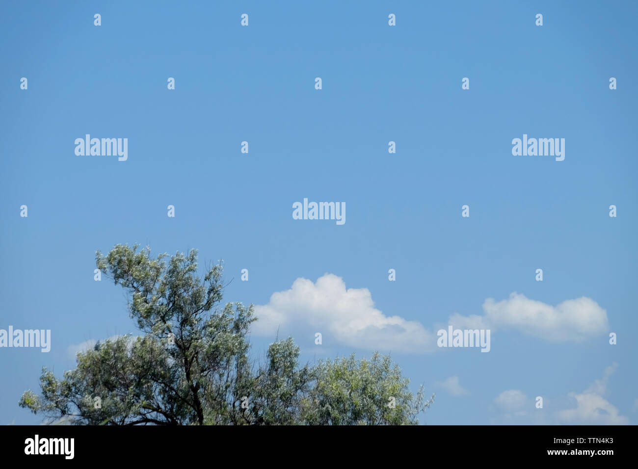 Olive tree on sky background Stock Photo - Alamy