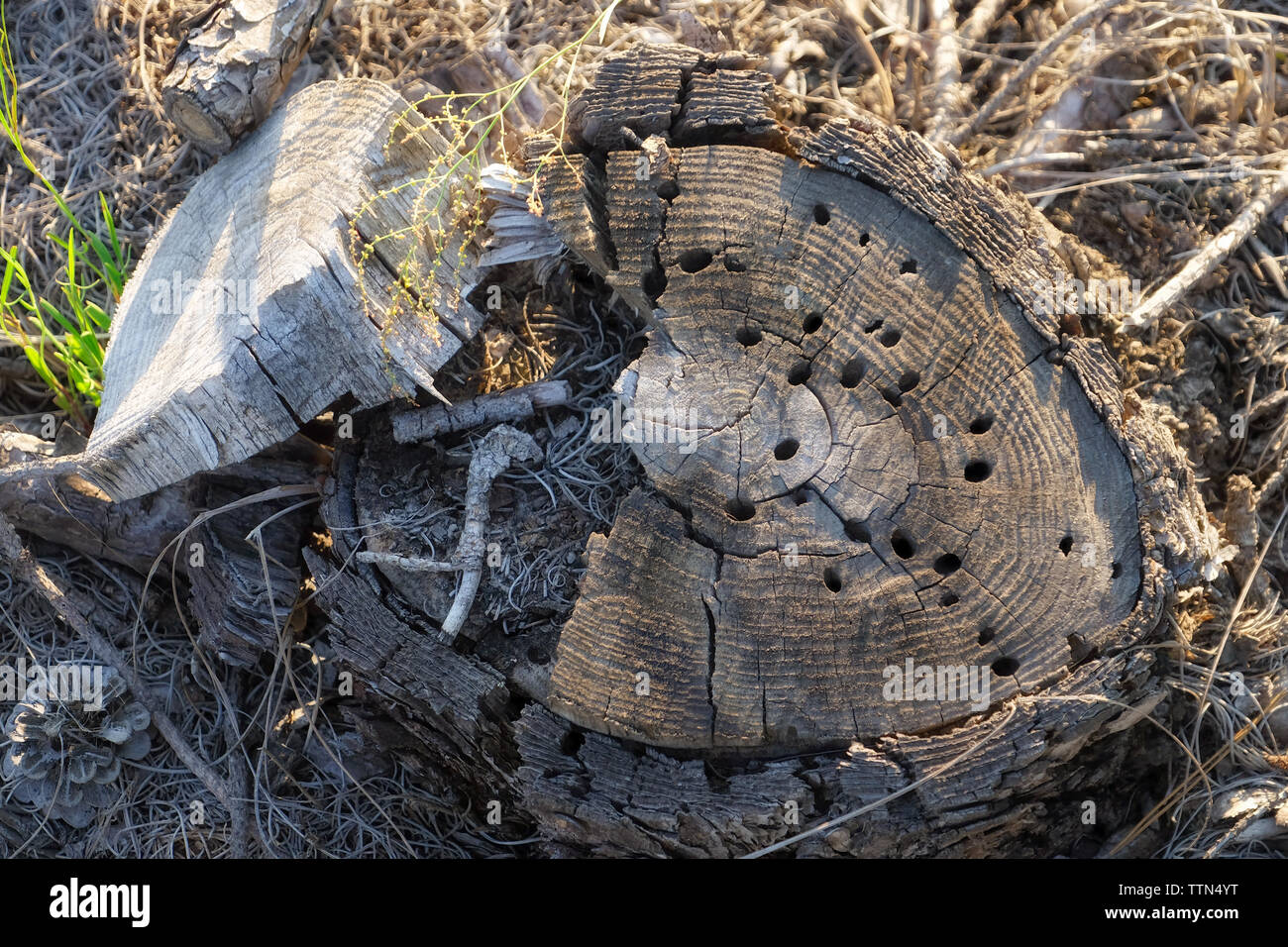 Dead wood log pile for wildlife hi-res stock photography and images - Alamy