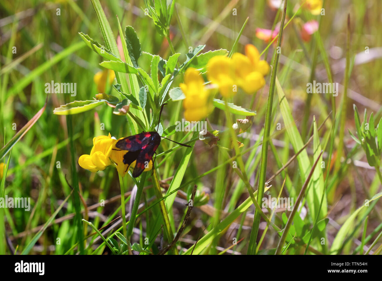 Small bug on yellow wildflower on grass background Stock Photo - Alamy