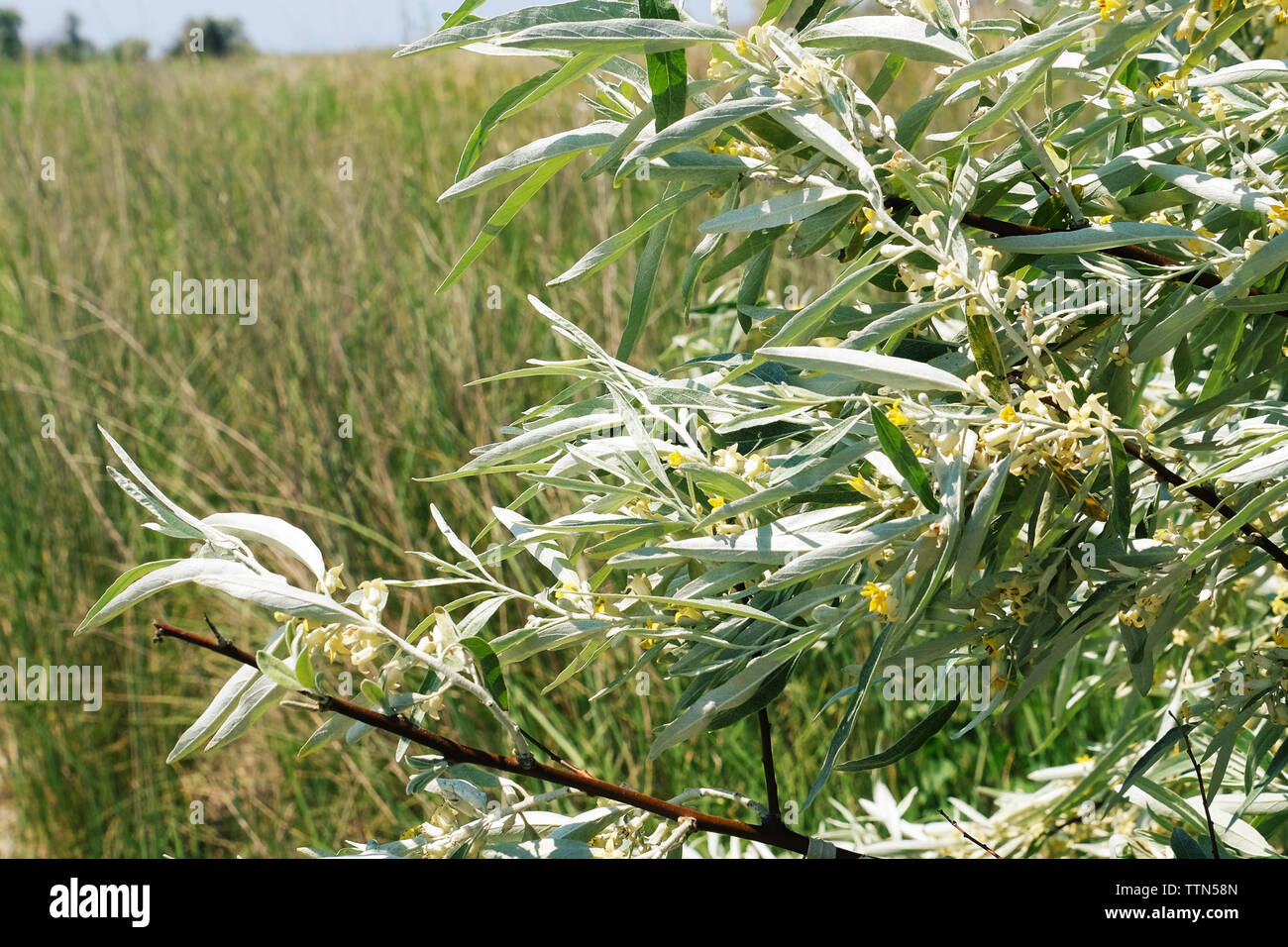 Olive branch on blurred nature background Stock Photo - Alamy