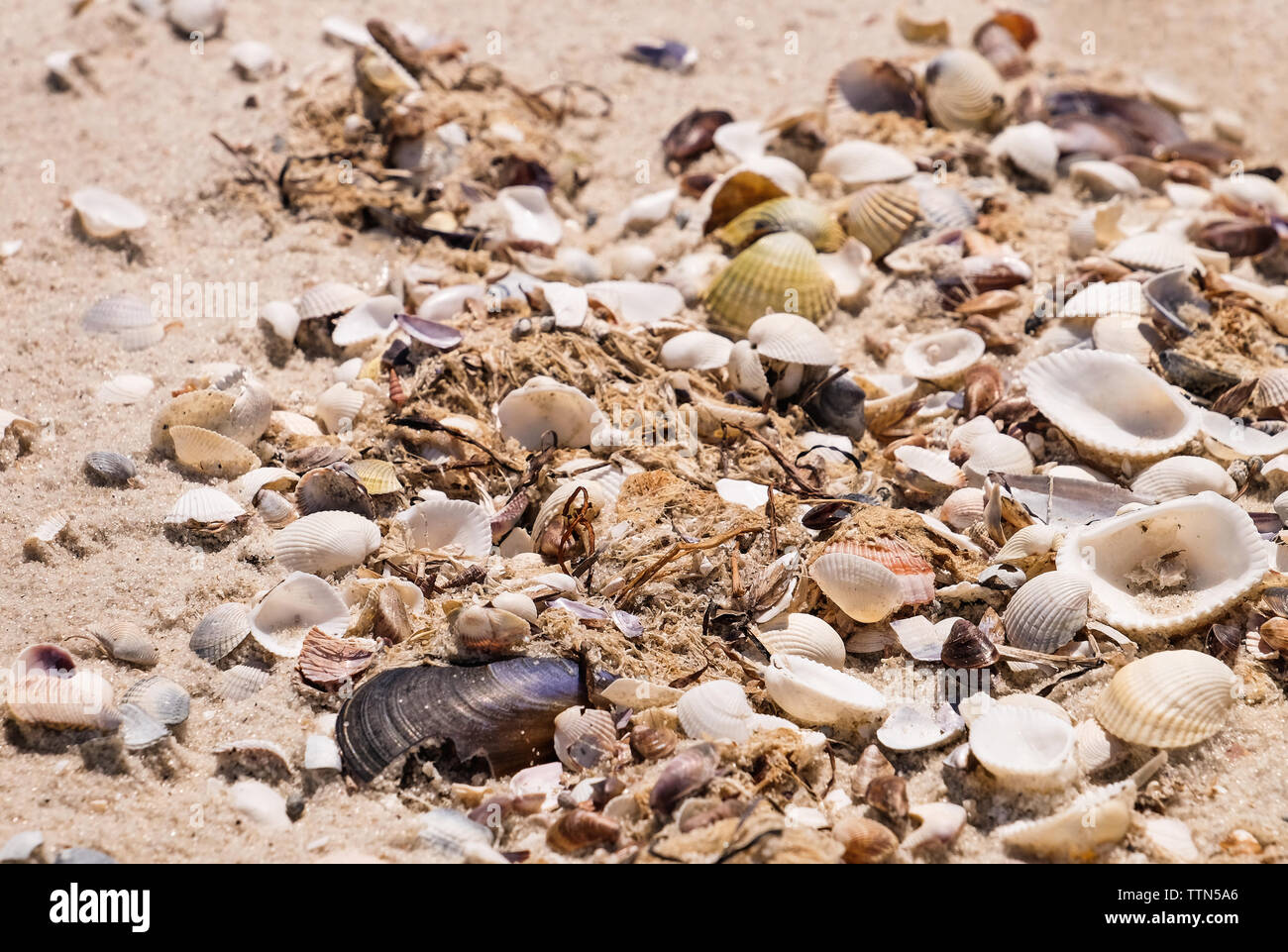 Pile of seashells on sand shore Stock Photo - Alamy