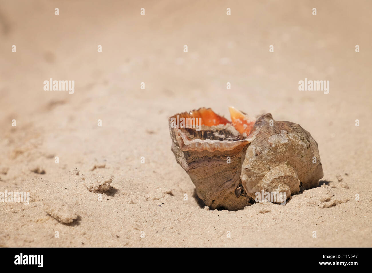 Seashell shelter hi-res stock photography and images - Alamy