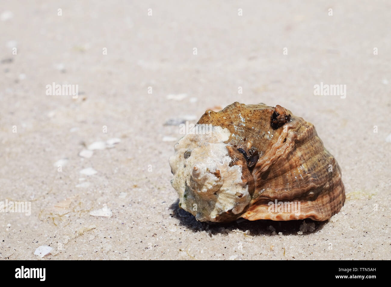 Seashell shelter hi-res stock photography and images - Alamy
