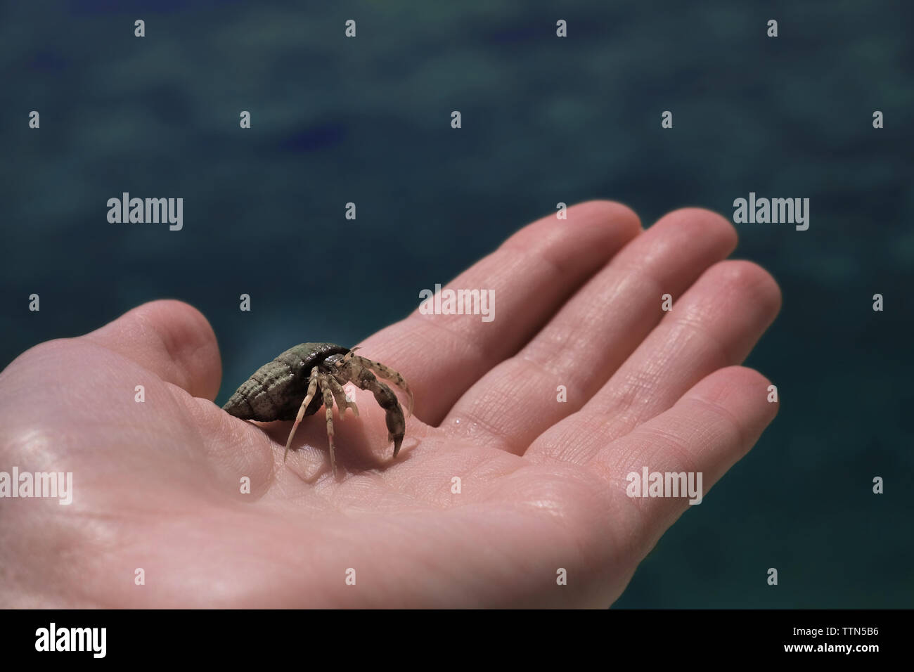 Hand holding hermit crab on blurred water background Stock Photo - Alamy