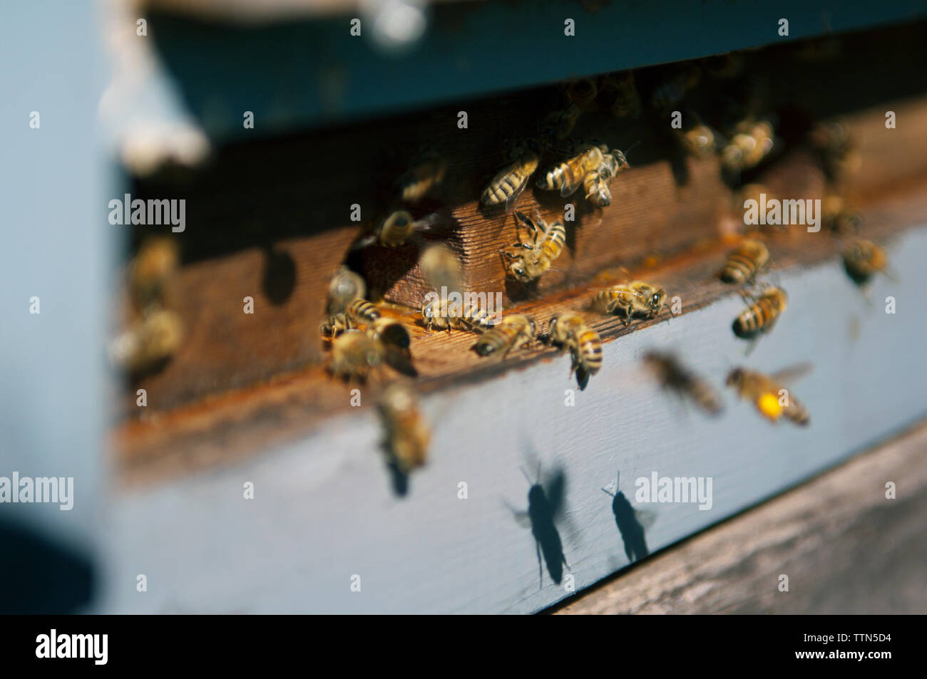 Bees close up hi-res stock photography and images - Alamy