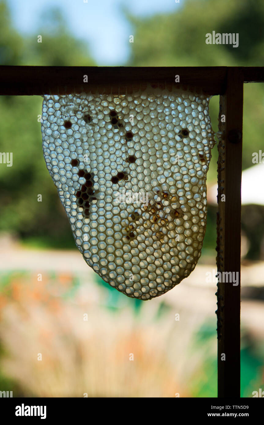 Beehive shape hi-res stock photography and images - Alamy