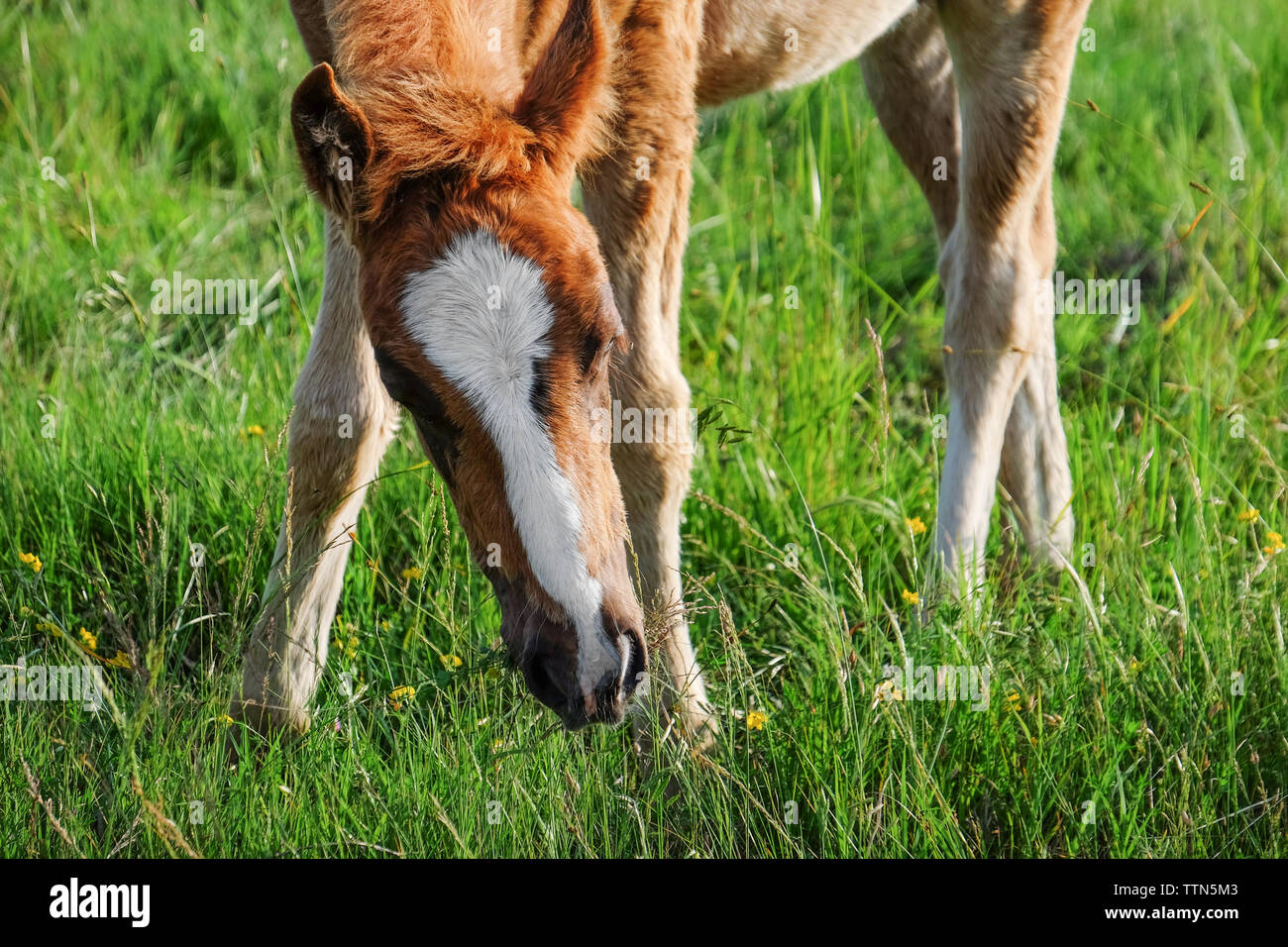 Little foal grazing in field Stock Photo - Alamy