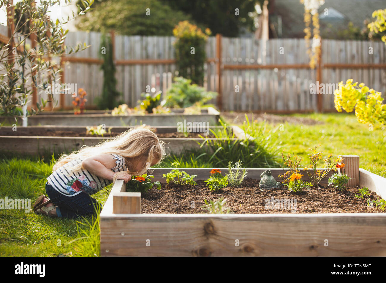 Side view of girl looking plants growing in raised bed at backyard ...