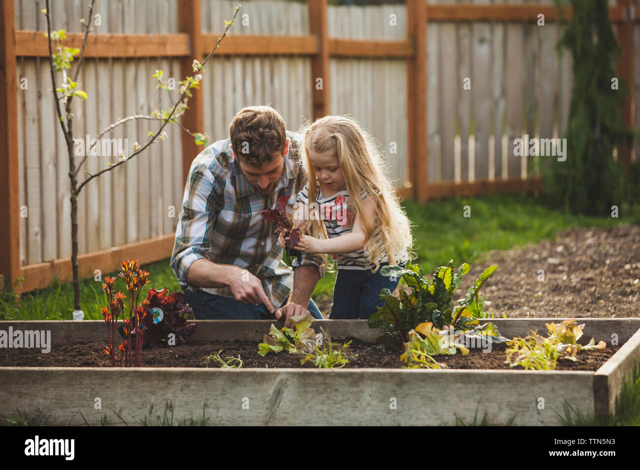 Father and daughter planting in raised bed at backyard Stock Photo - Alamy