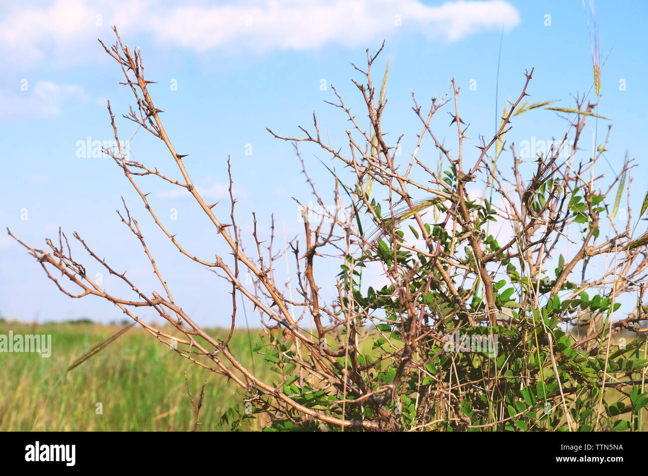 Thorny meadow bush on light sky background Stock Photo - Alamy