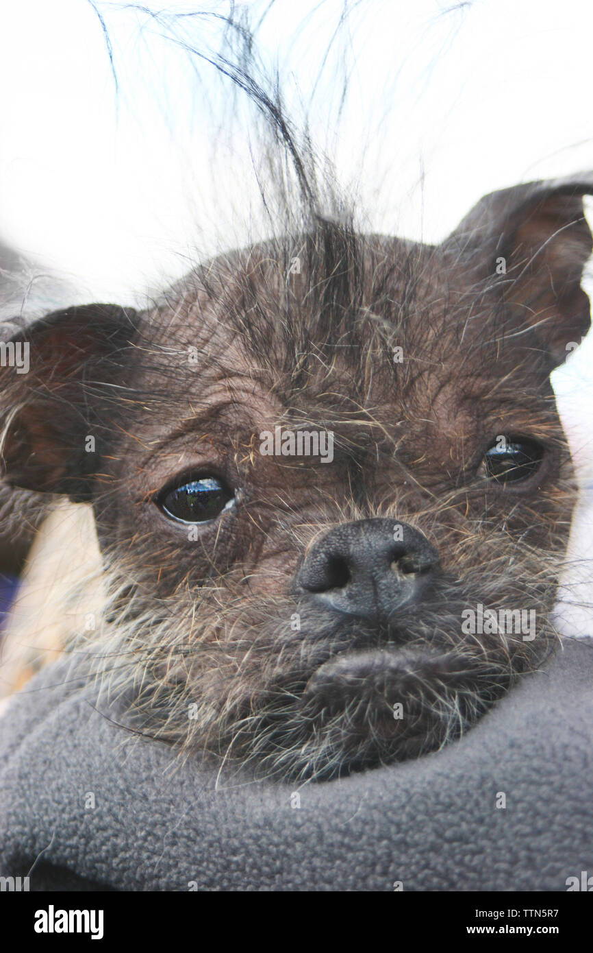 Chinese crested dogs hi-res stock photography and images - Alamy