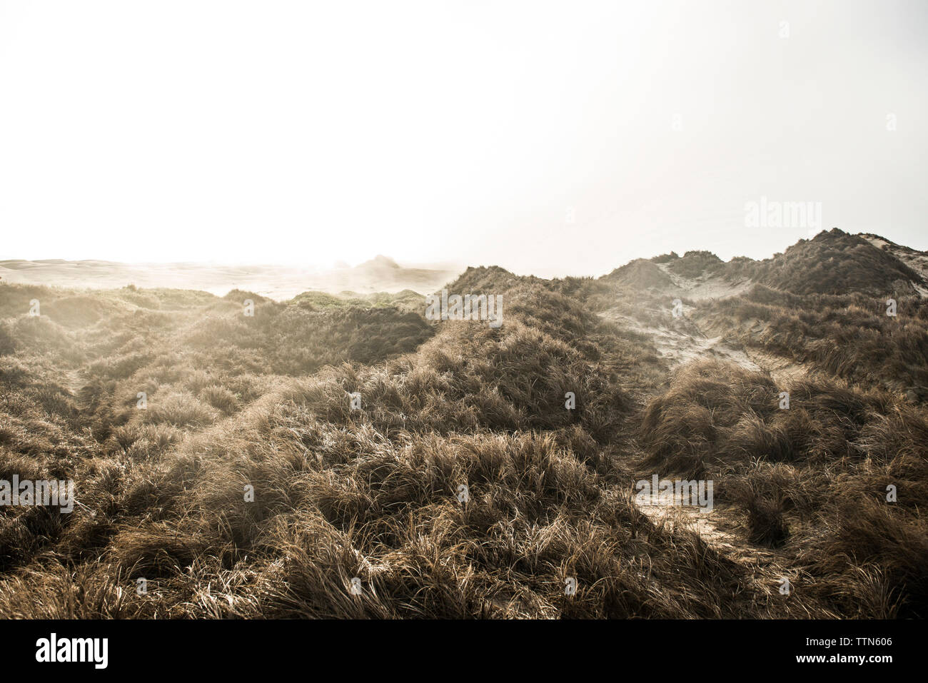Rural scene bushes grass hi-res stock photography and images - Alamy