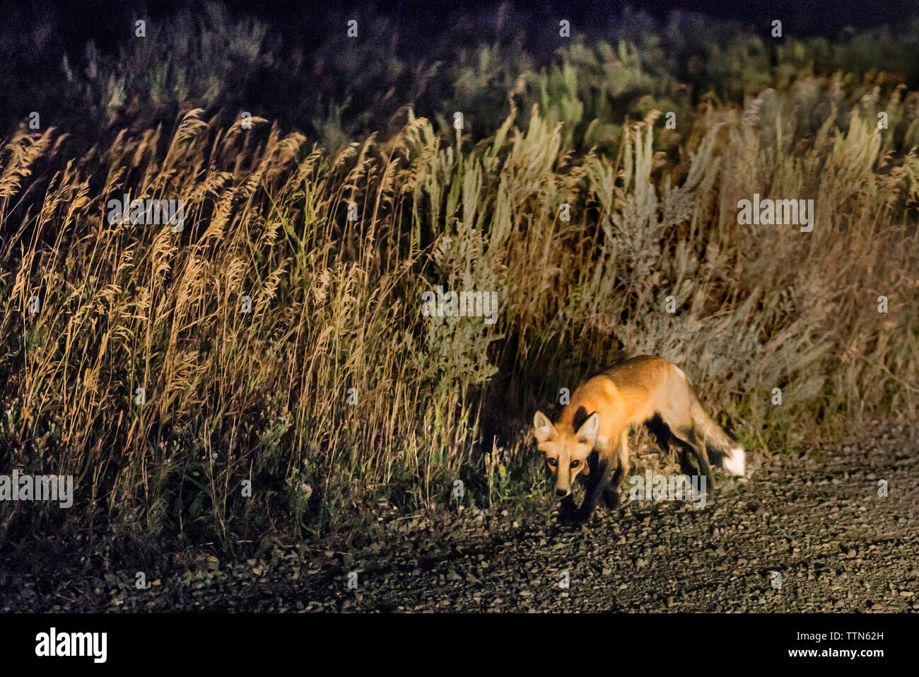 Fox field animal wildlife hi-res stock photography and images - Alamy