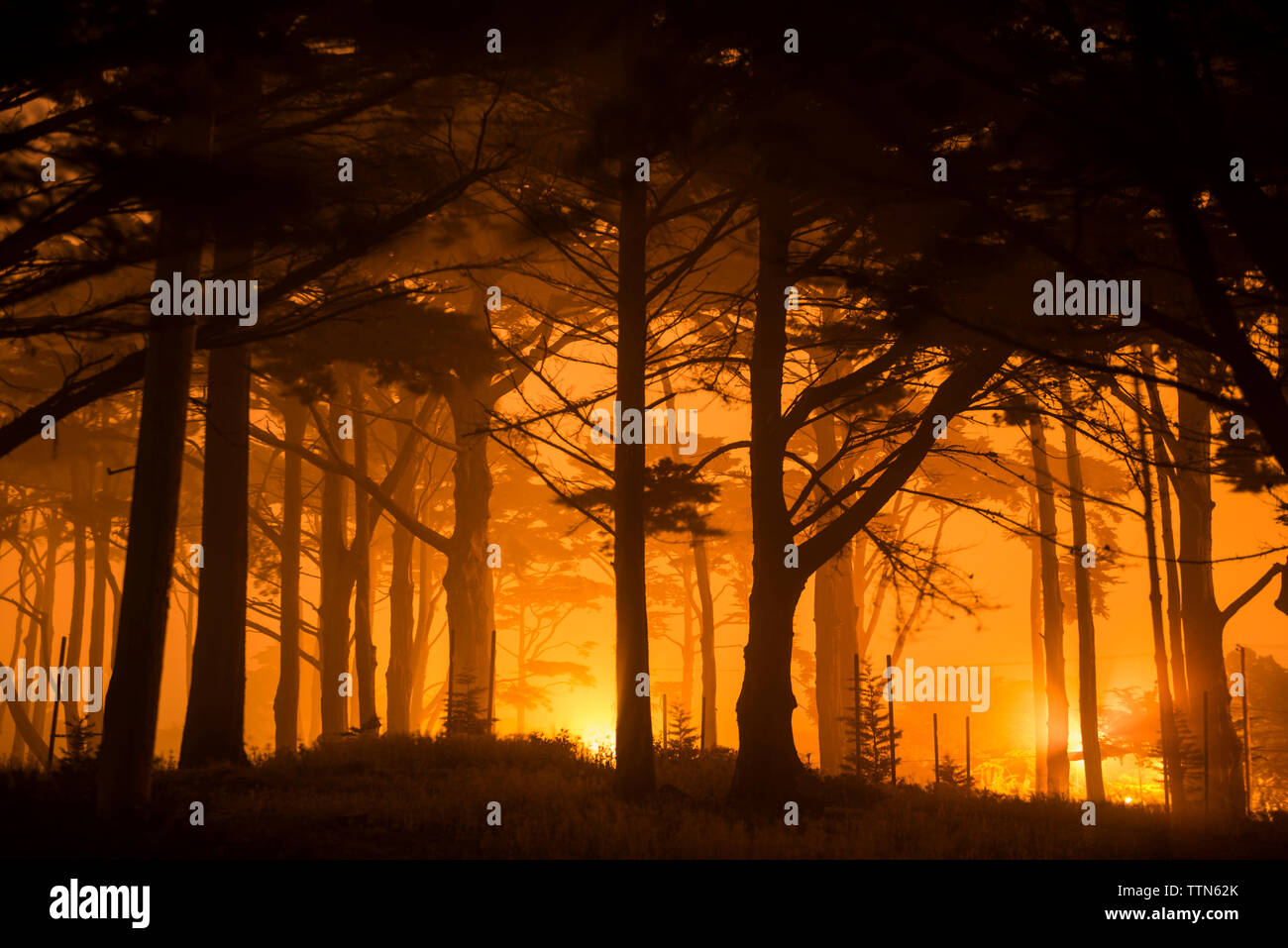Golden gate with trees hi-res stock photography and images - Alamy