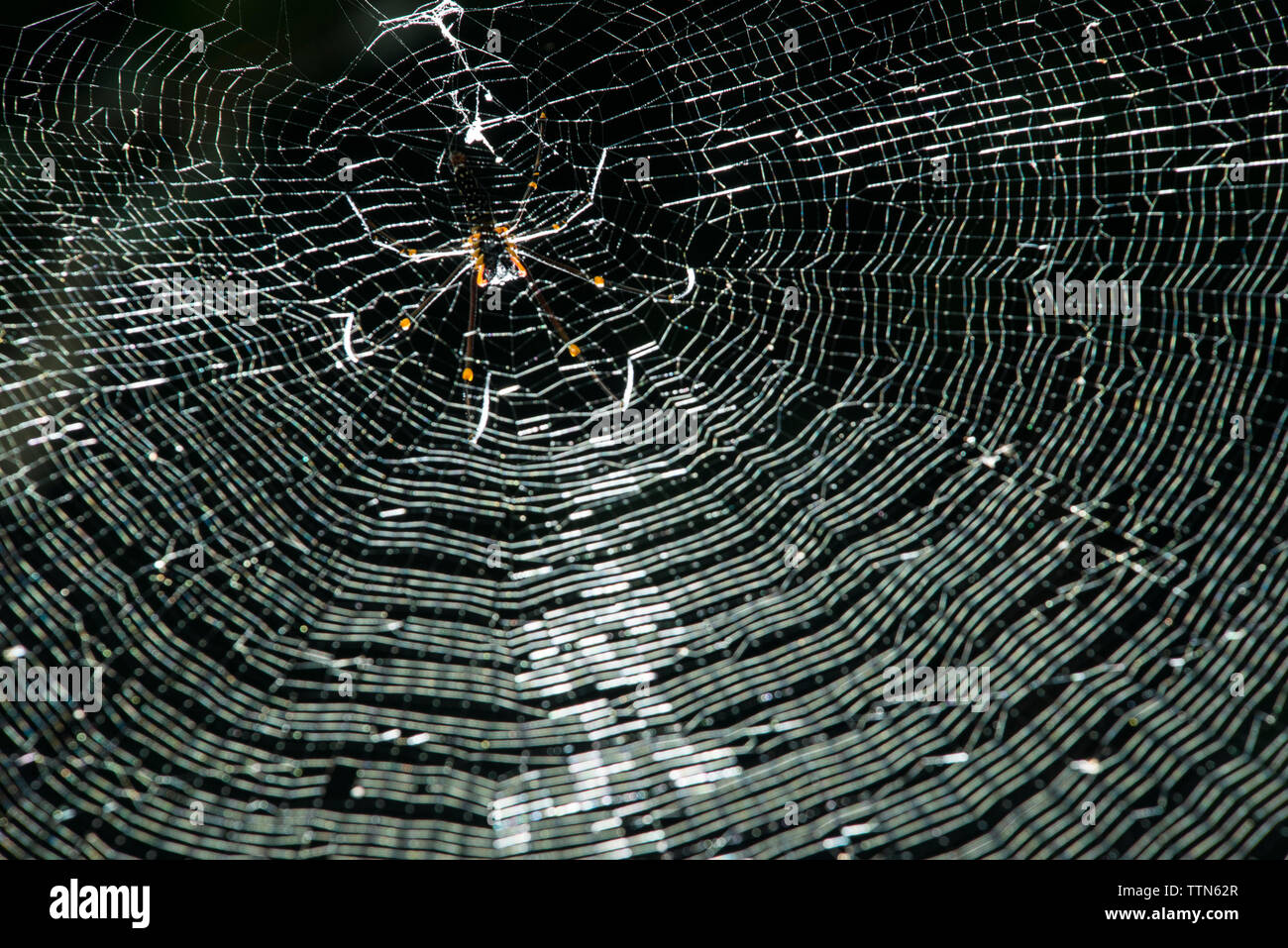 Spider weaving web hi-res stock photography and images - Alamy