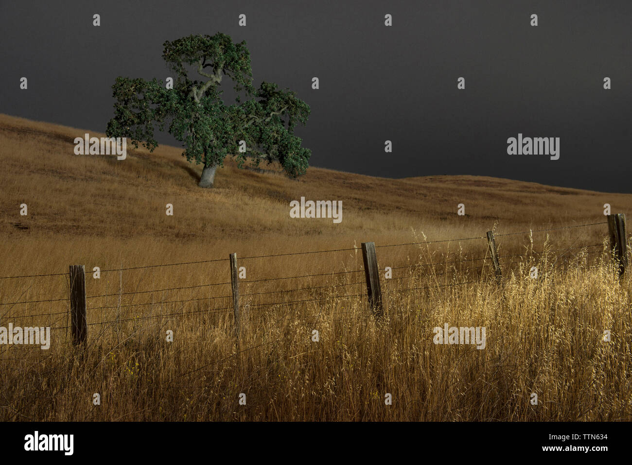 Tree growing into fence hi-res stock photography and images - Alamy