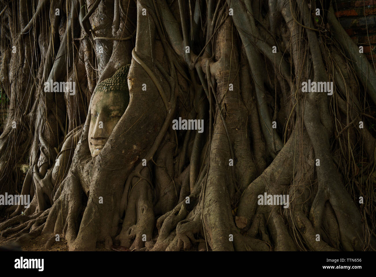 Buddha head In tree roots at Wat Phra Mahathat Stock Photo - Alamy