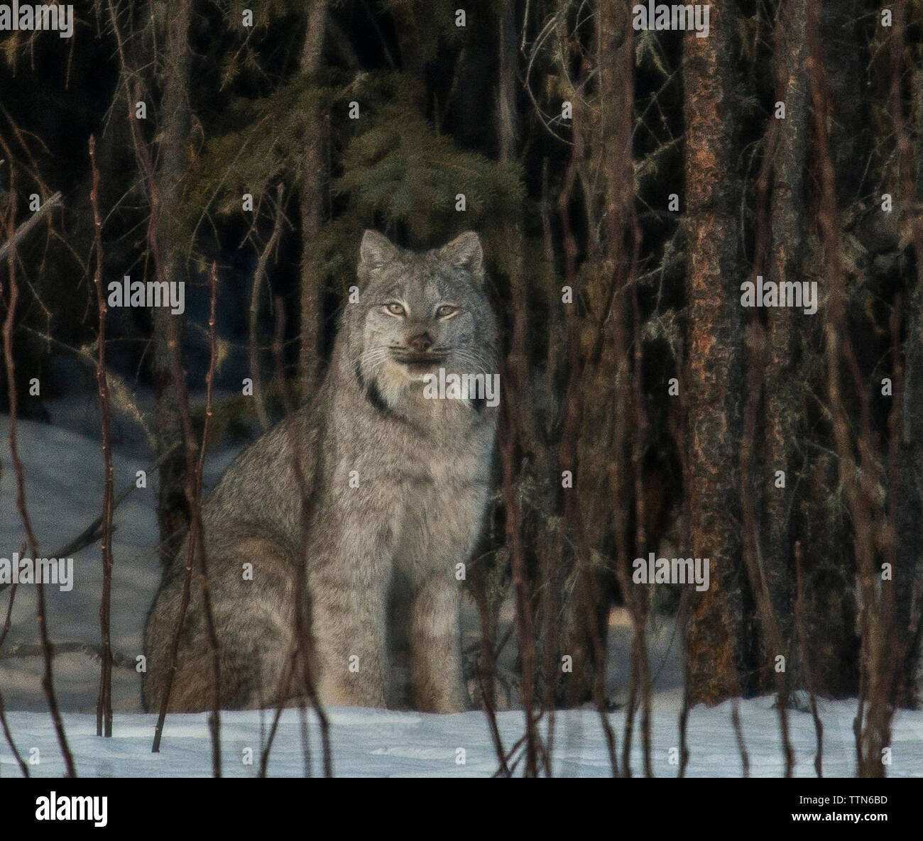 Canadian Lynx High Resolution Stock Photography and Images - Alamy
