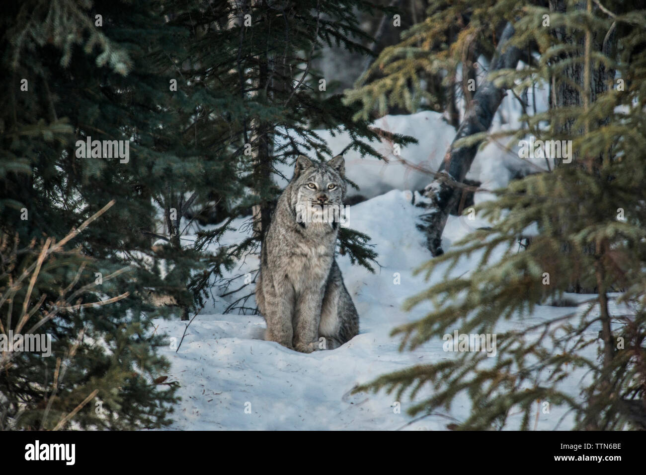 Canadian lynx hi-res stock photography and images - Alamy