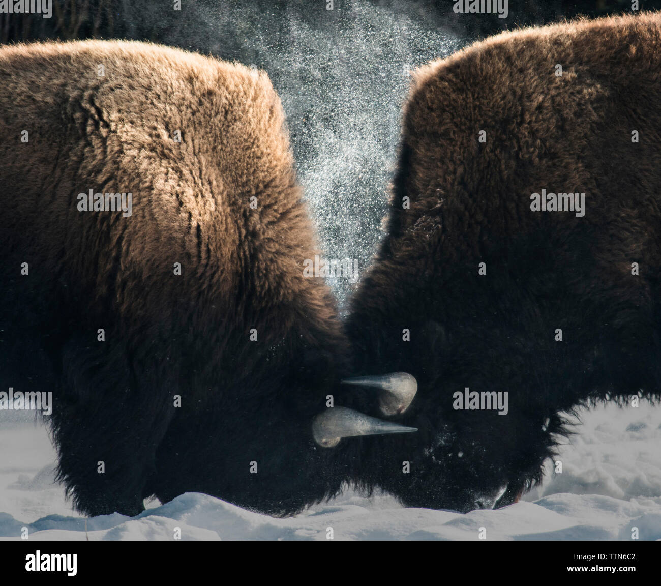 Side view of American Bison fighting Stock Photo - Alamy