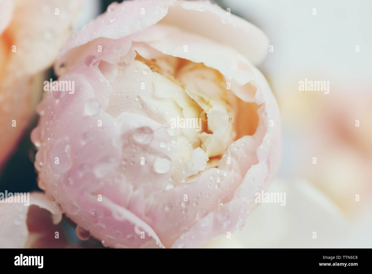 Pink peony with water drops, close up Stock Photo - Alamy