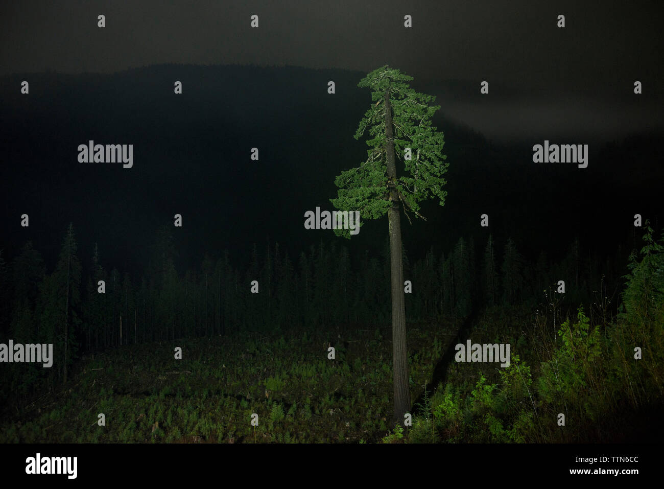 Big lonely doug hi-res stock photography and images - Alamy