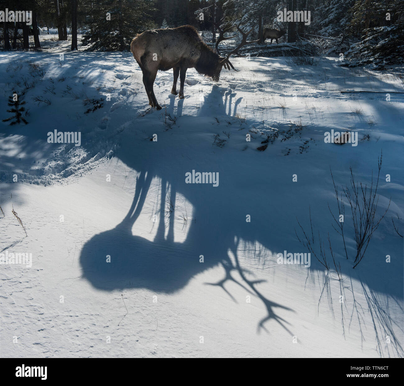 Shadow of elk hi-res stock photography and images - Alamy