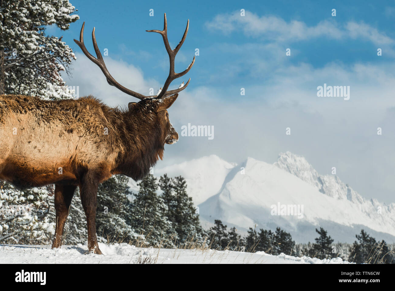 Elk canada mountains hi-res stock photography and images - Alamy