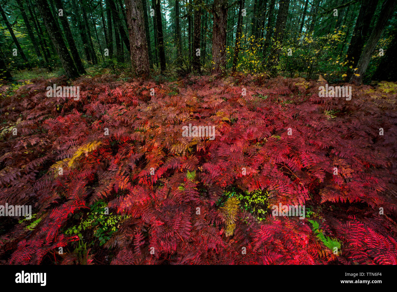 High angle forest during autumn forest hi-res stock photography and ...