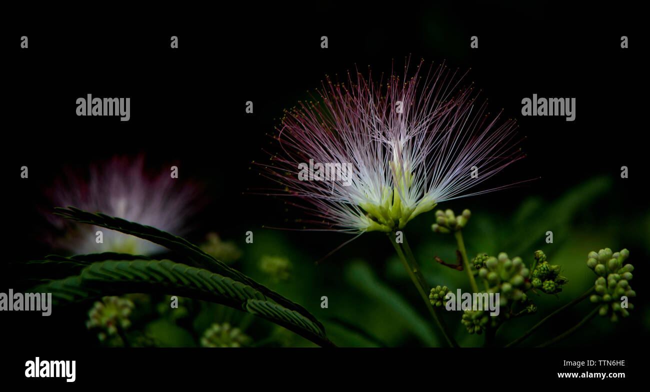 Mimosa butterfly hi-res stock photography and images - Alamy