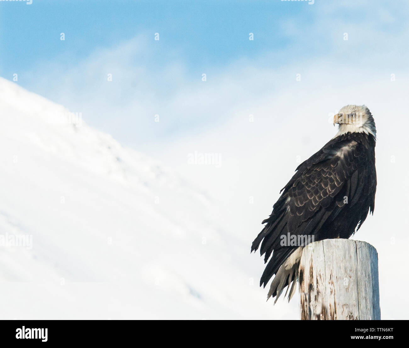 Bald Eagle perching on wooden post against snowcapped mountains Stock ...