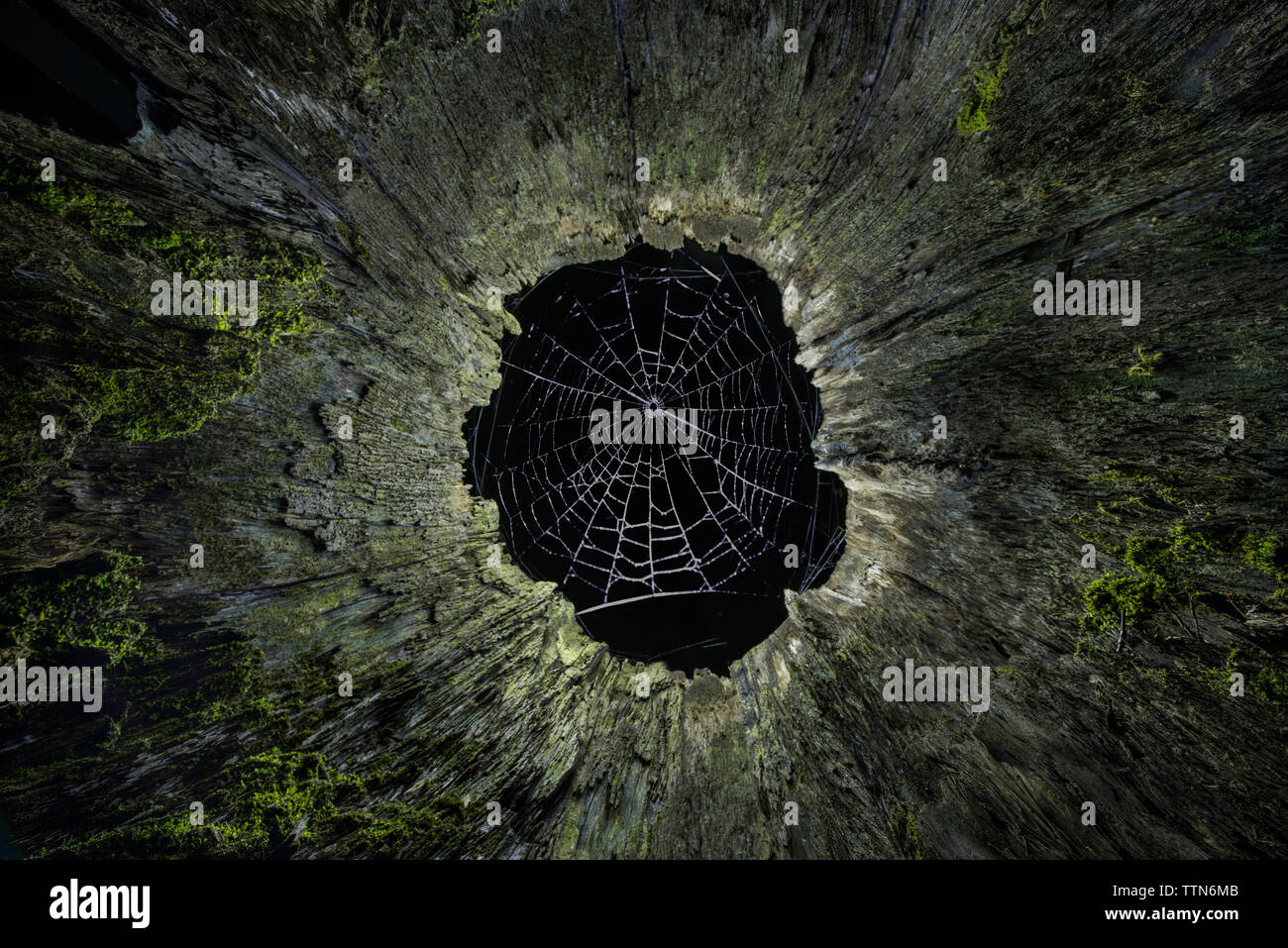 Directly below shot of spider web on tree stump Stock Photo - Alamy