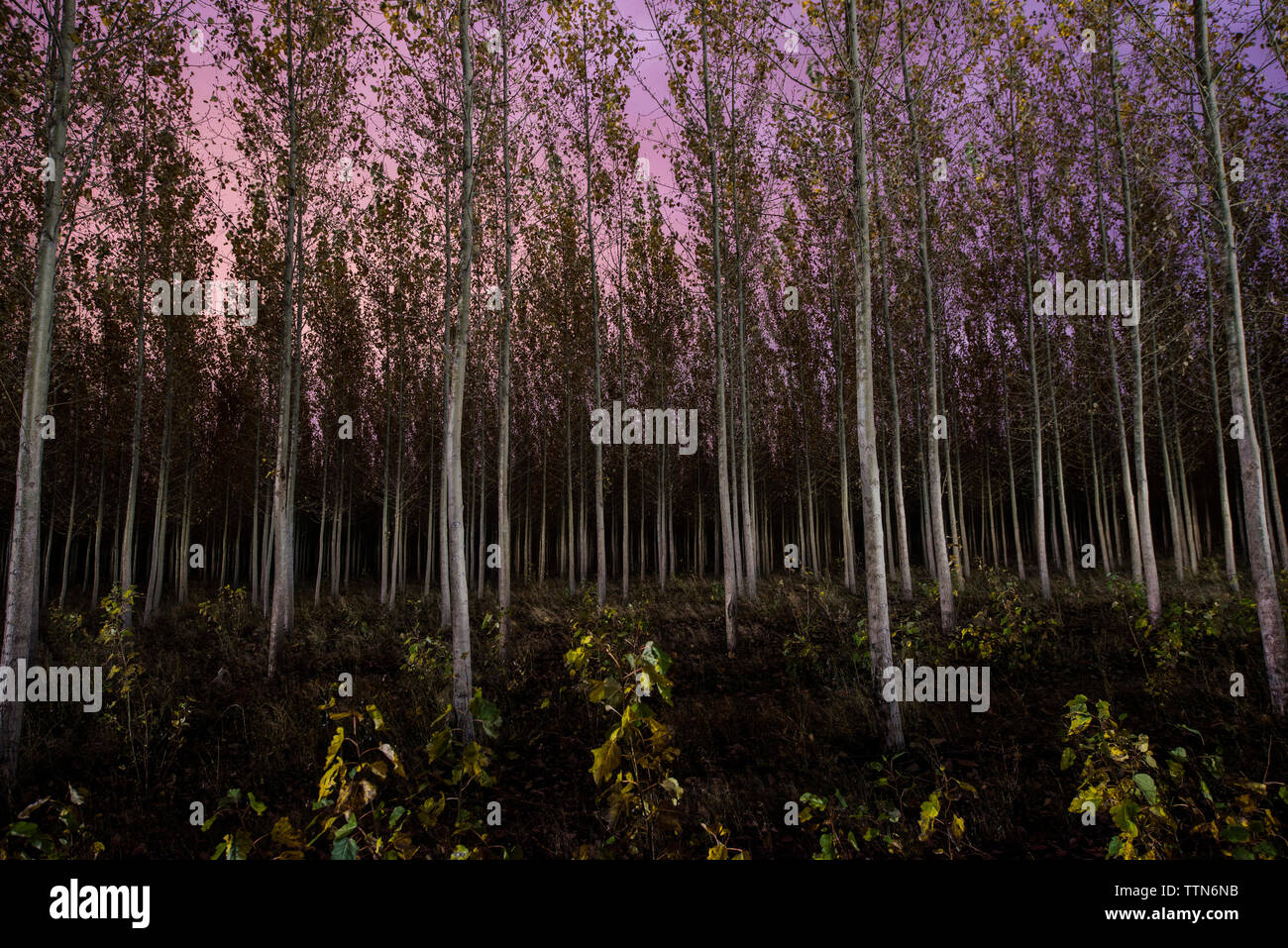 Idyllic view of tree farm during dusk Stock Photo - Alamy