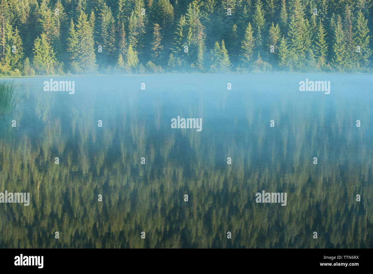 Symmetry nature hi-res stock photography and images - Alamy