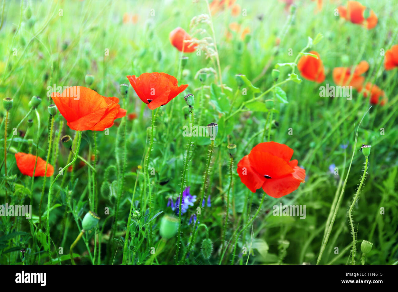 Beautiful wild red poppy on blurred nature background Stock Photo - Alamy
