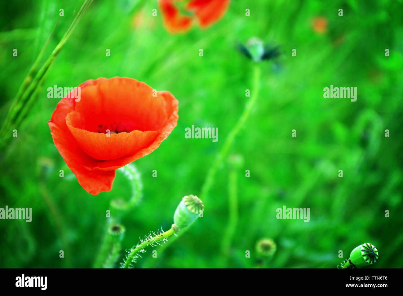 Beautiful wild red poppy on blurred nature background Stock Photo - Alamy