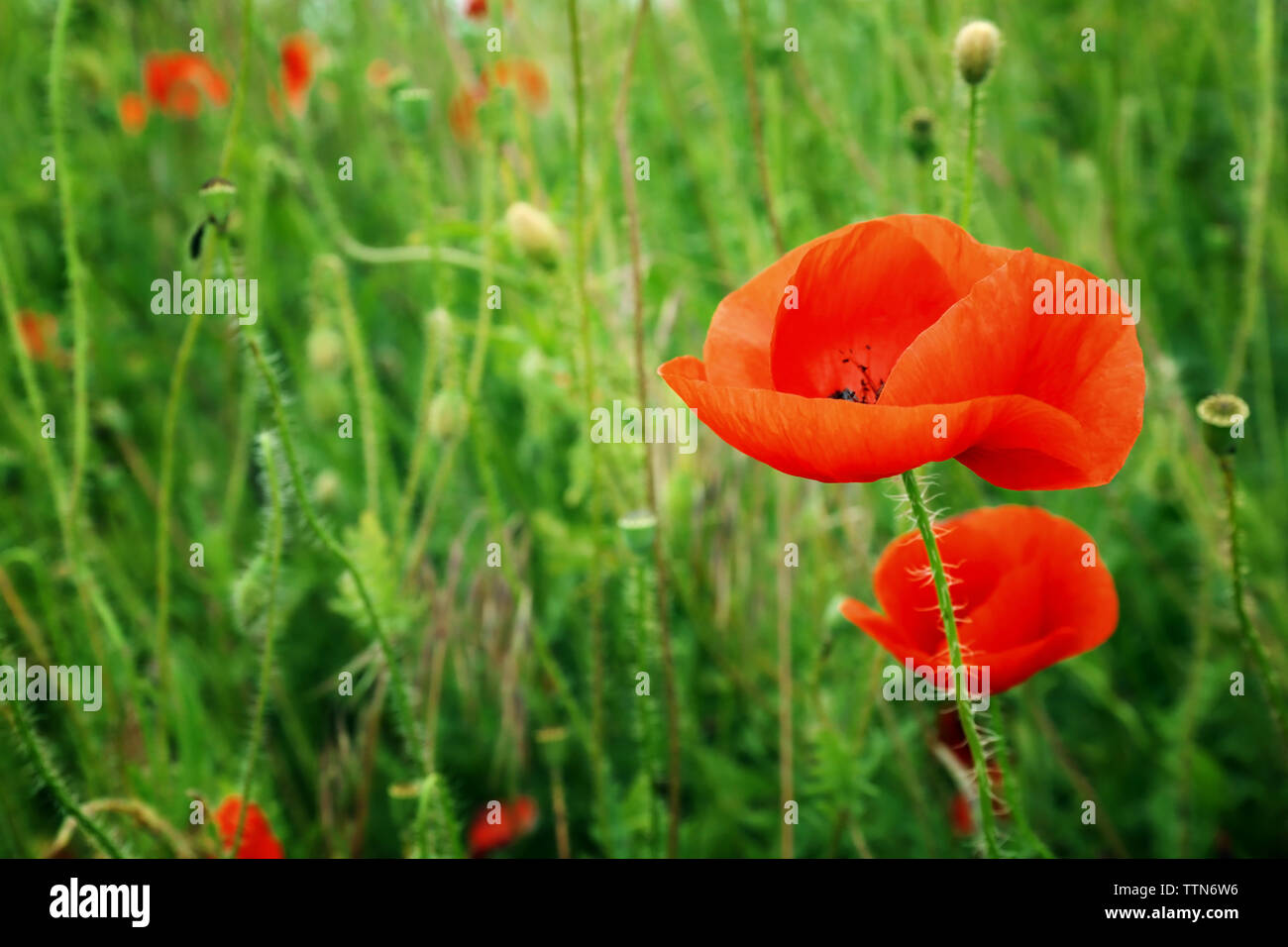 Beautiful wild red poppy on blurred nature background Stock Photo - Alamy
