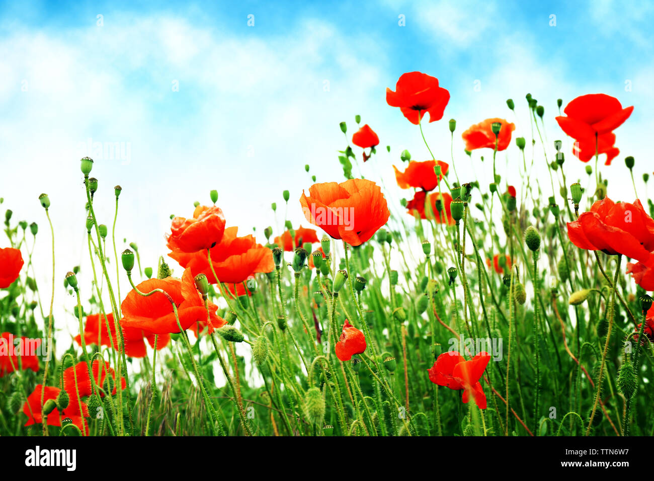 Beautiful wild red poppies on summer day Stock Photo - Alamy