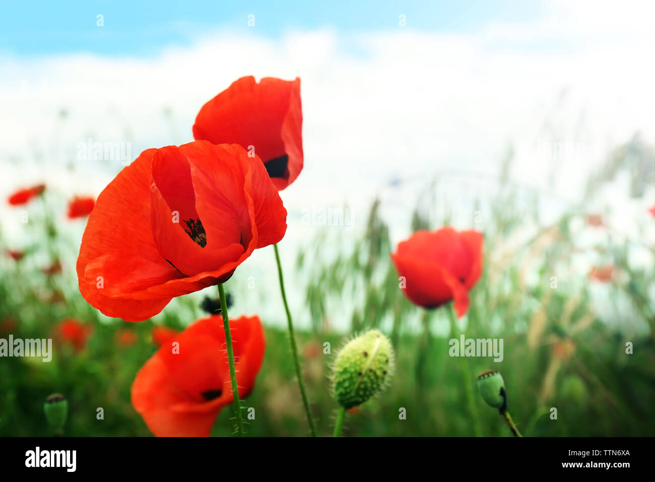 Beautiful wild red poppies on summer day Stock Photo - Alamy